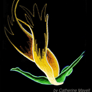 Cultivating Happiness – Jeanne Mayell | Intuitive Wisdom