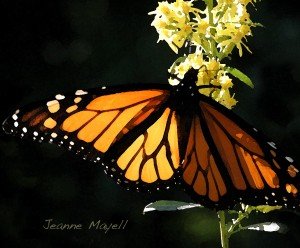 Cultivating Happiness – Jeanne Mayell | Intuitive Wisdom